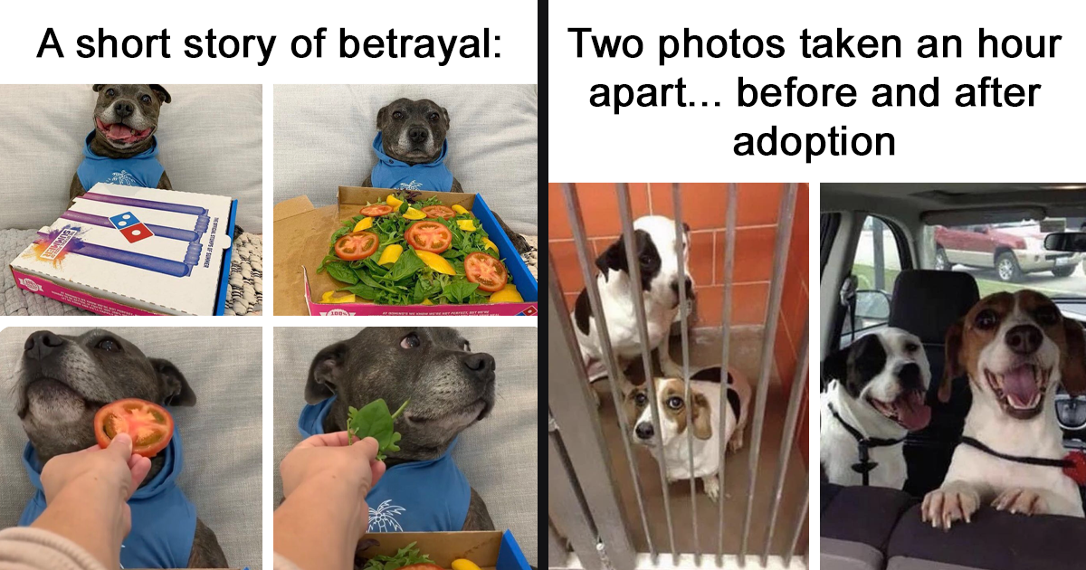 Funny Dog Memes 2024