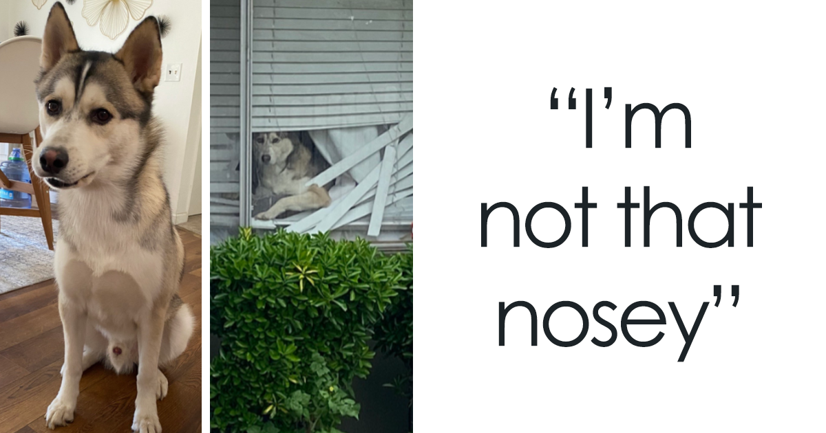45 Owners Share Hilarious Photos Of Their Pets Being Nosy | Bored Panda