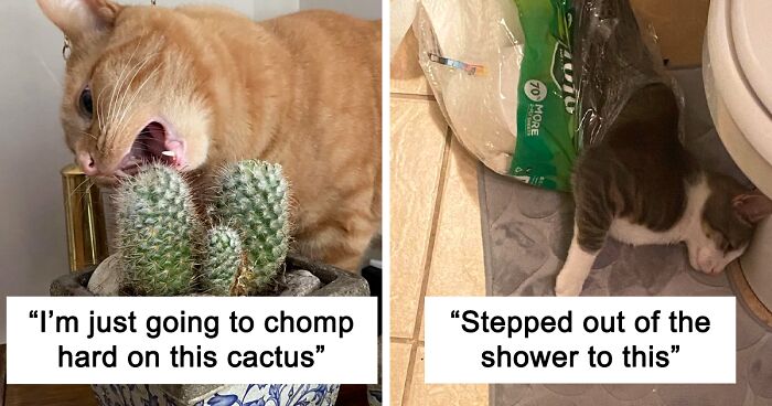“That’s Just Not Right”: 50 Times Cats Were Acting So Weird, Owners ...