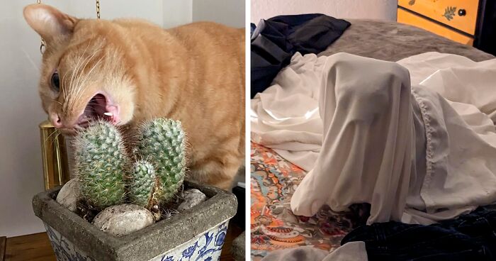“That’s Just Not Right”: 50 Times Cats Were Acting So Weird, Owners ...