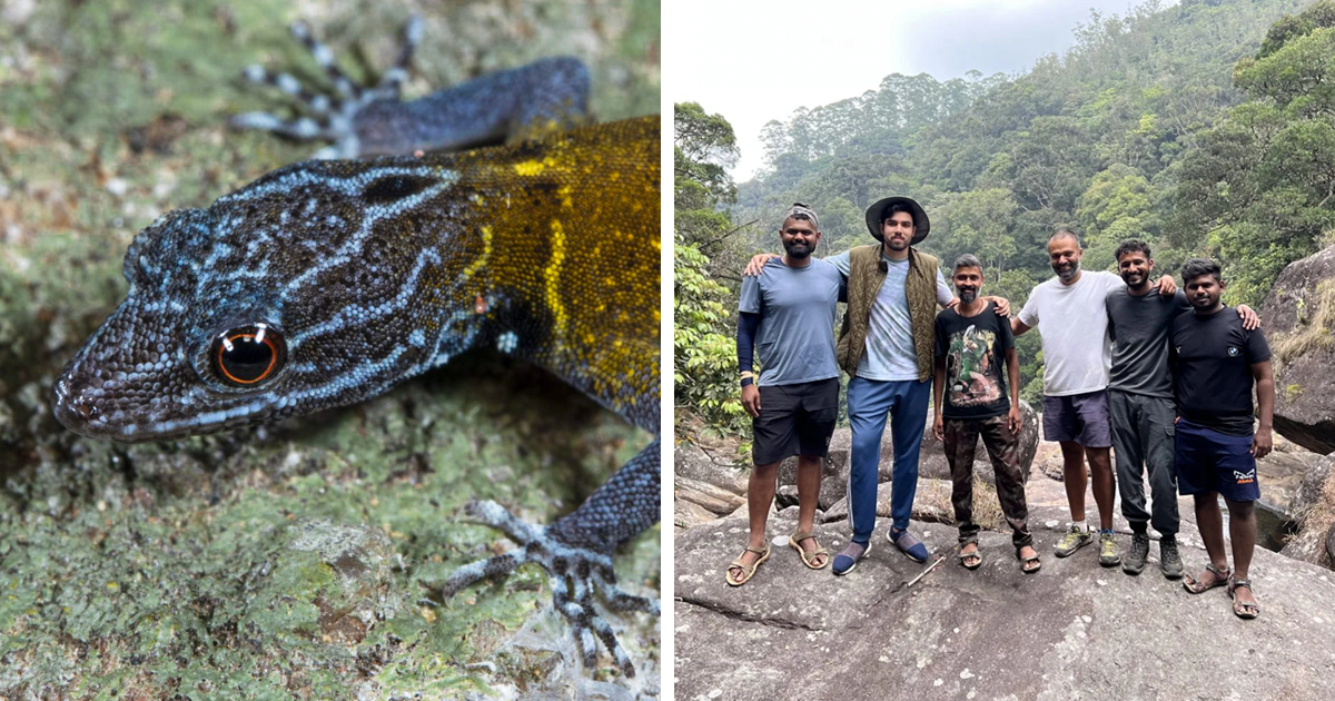 Biologist’s First Thought After Seeing This New Gecko Species Is ...