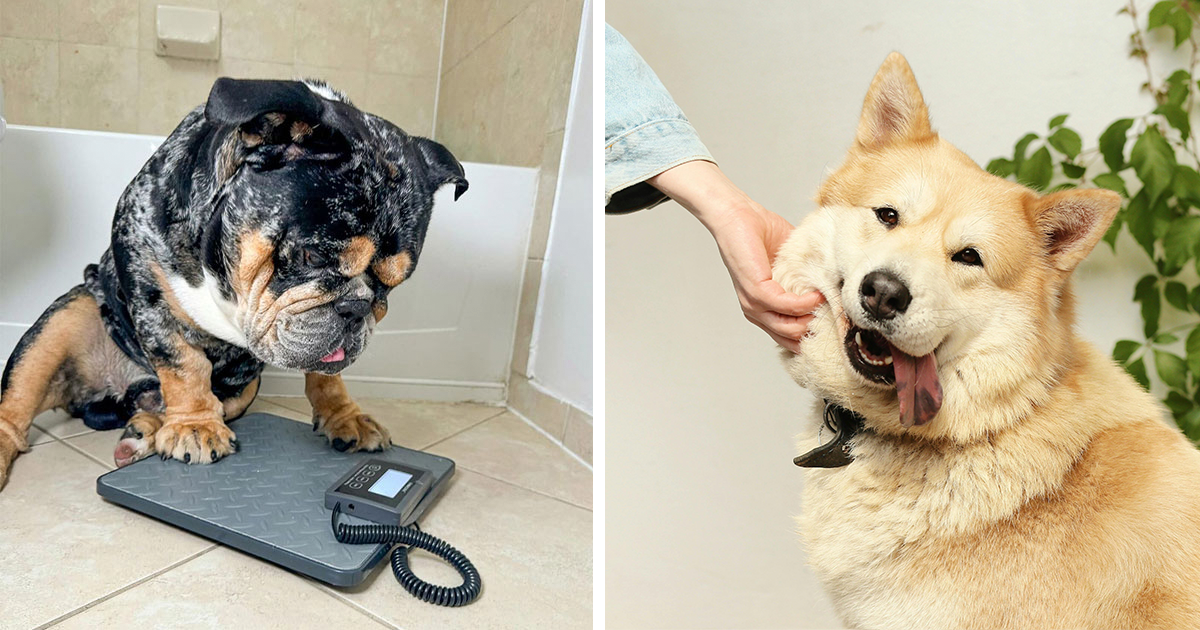 How Much Should My Dog Weigh? A Vet’s Guide to Healthy Weight Charts ...
