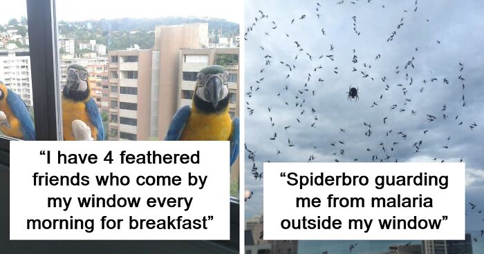 50 Mildly Interesting Things People Saw Through A Window And Just Had ...