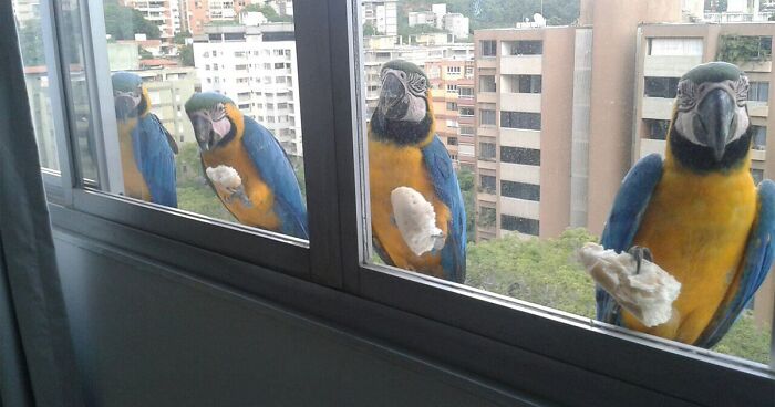 50 Mildly Interesting Things People Saw Through A Window And Just Had ...