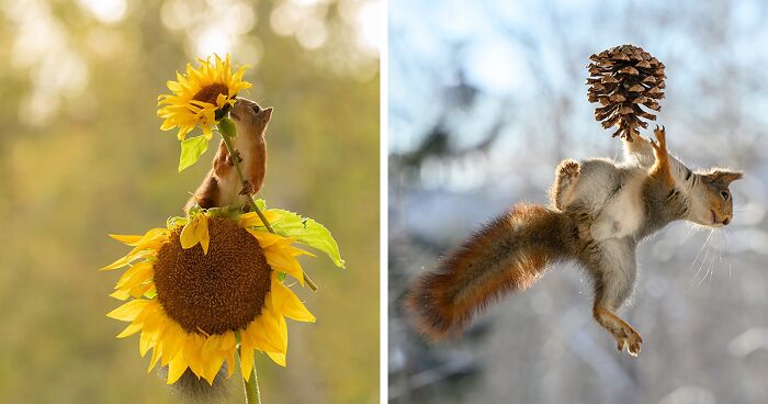 20 Pics Of Squirrels Interacting With Props And Engaging In Human-Like ...