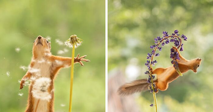 20 Pics Of Squirrels Interacting With Props And Engaging In Human-Like ...