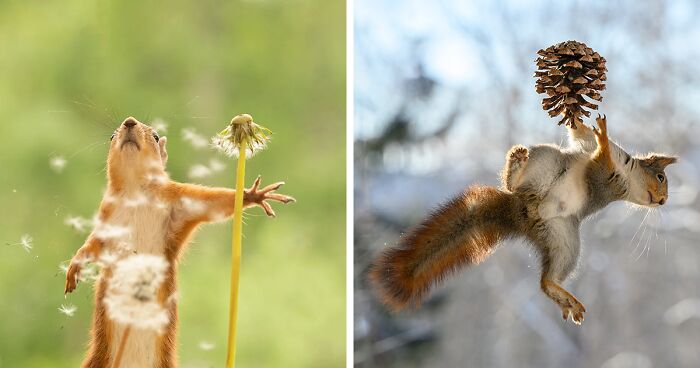 20 Pics Of Squirrels Interacting With Props And Engaging In Human-Like ...