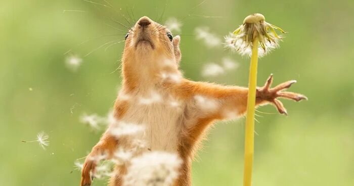 20 Pics Of Squirrels Interacting With Props And Engaging In Human-Like ...