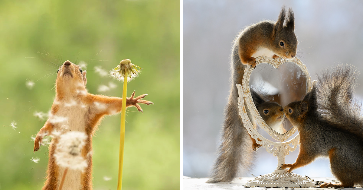 20 Pics Of Squirrels Interacting With Props And Engaging In Human-Like ...