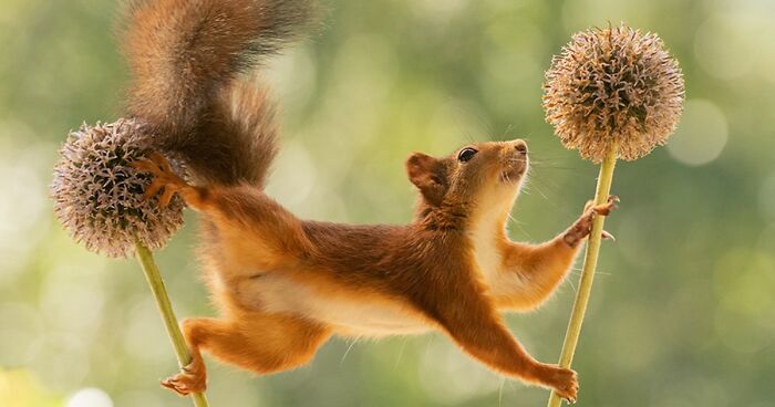 20 Pics Of Squirrels Interacting With Props And Engaging In Human-Like ...
