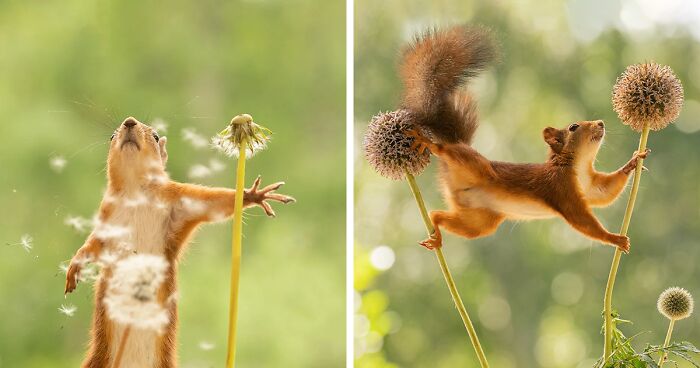 20 Pics Of Squirrels Interacting With Props And Engaging In Human-Like ...