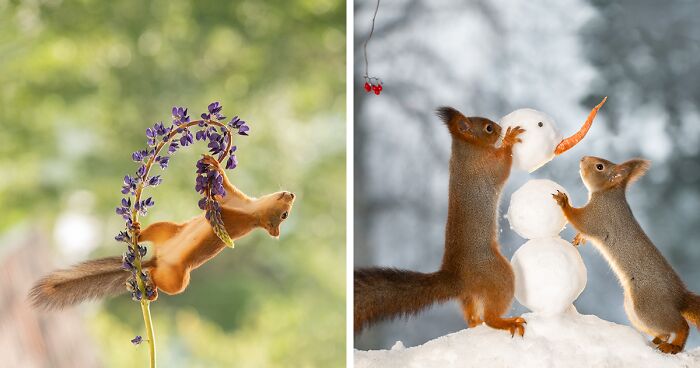 20 Pics Of Squirrels Interacting With Props And Engaging In Human-Like ...