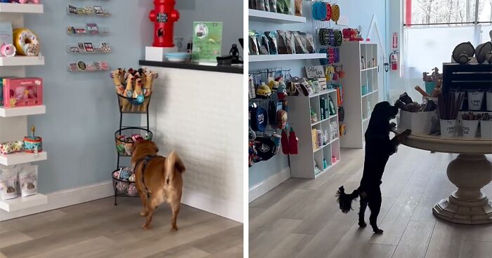 Misunderstood Doggies Can Finally Shop In Peace At This Pet Store ...