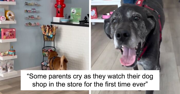 Misunderstood Doggies Can Finally Shop In Peace At This Pet Store ...