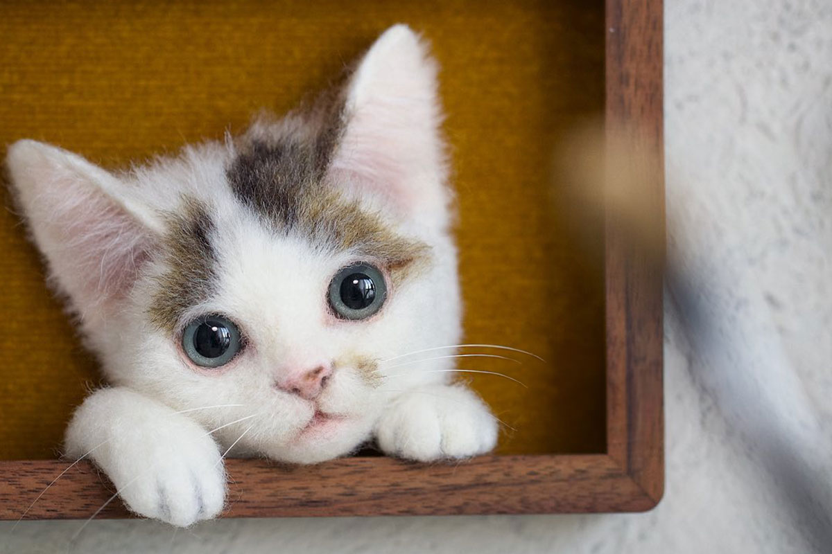 This Japanese Artist Crafts Hyper-Realistic 3D Cat Portraits From ...