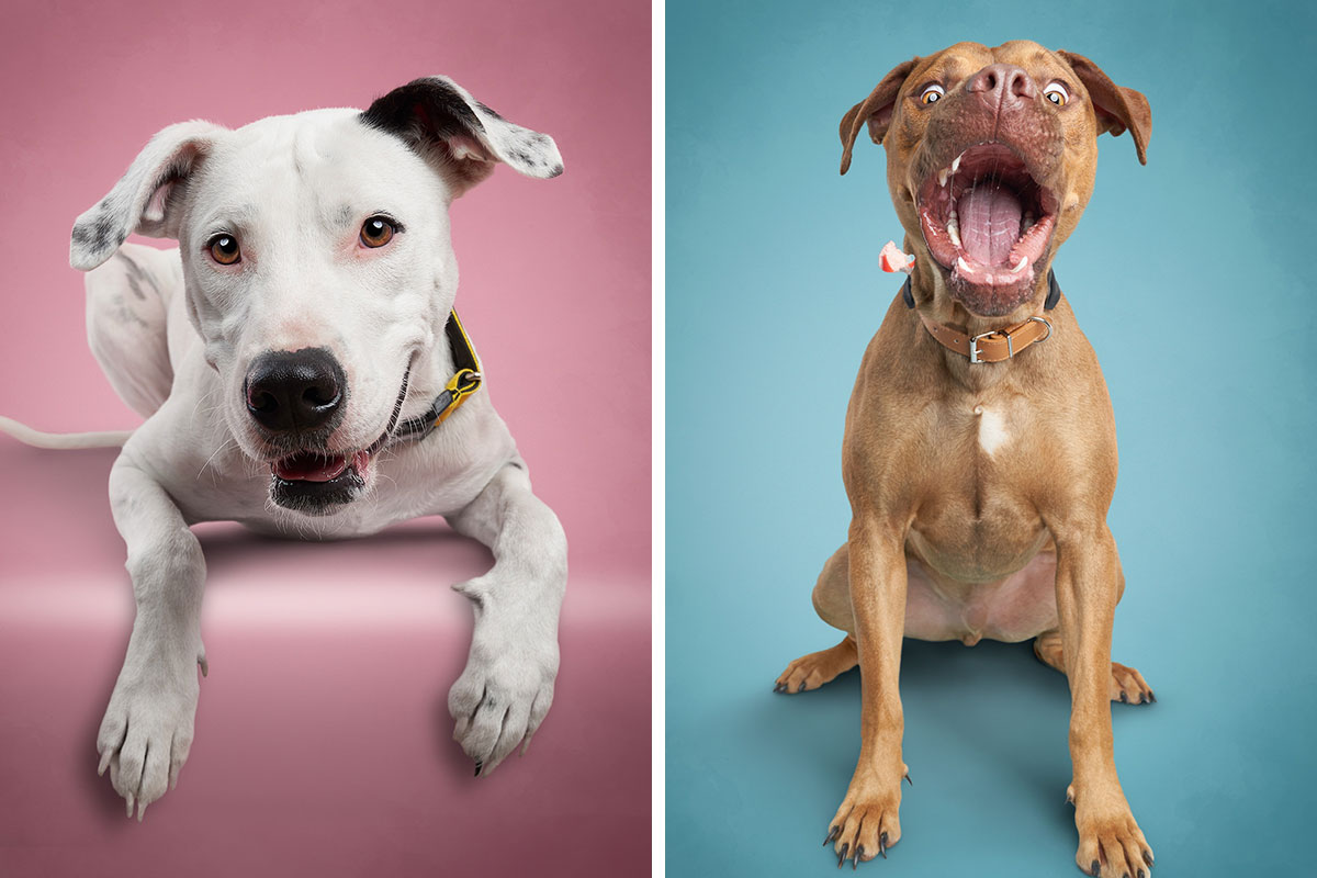 As A Pet Photographer, I Help Rescue Dogs Find Their Forever Homes By ...