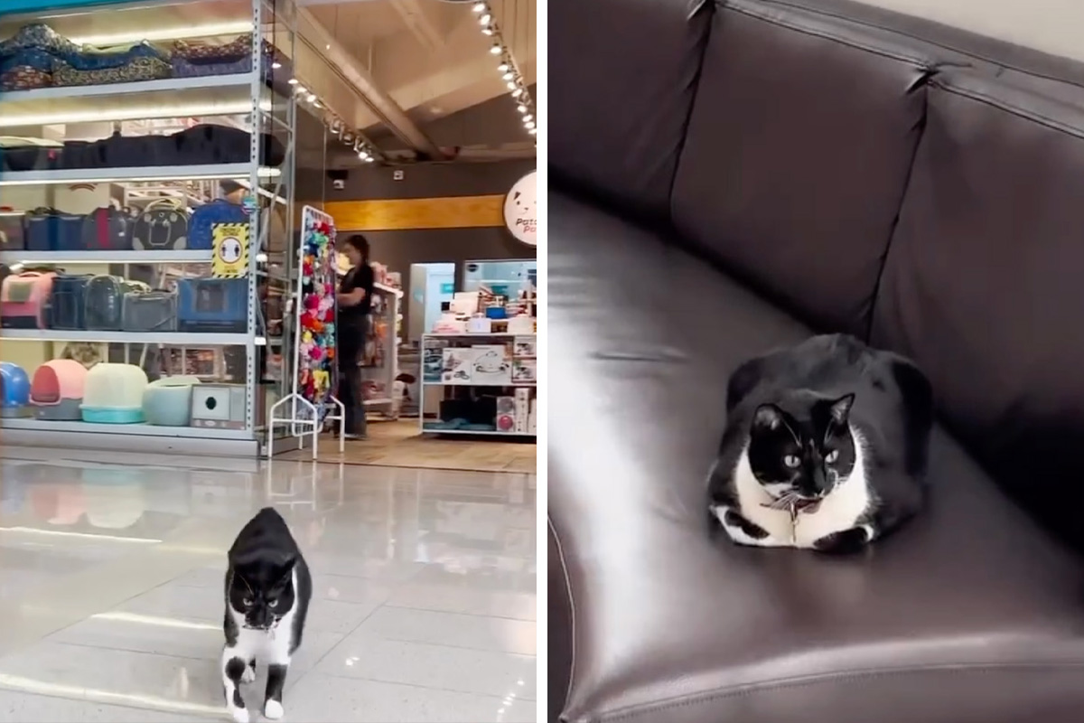 Pet Shop Rescues Stray Cat And Gives Her The Best Life At The Mall ...