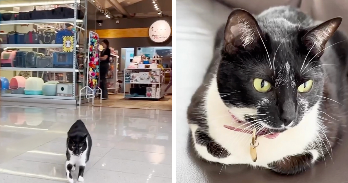 Pet Shop Rescues Stray Cat And Gives Her The Best Life At The Mall ...
