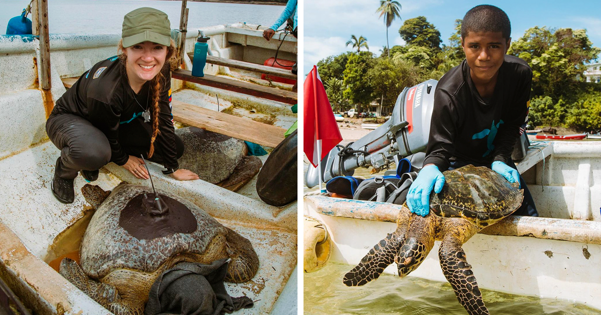 Turtle Tagging Is Making An Important Contribution To Protect ...