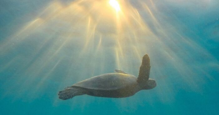 Turtle Tagging Is Making An Important Contribution To Protect ...