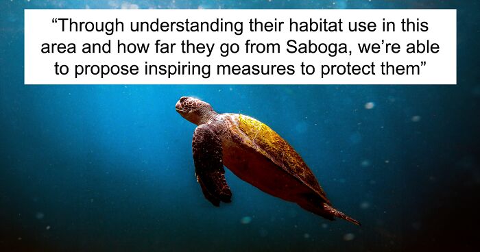 Turtle Tagging Is Making An Important Contribution To Protect ...