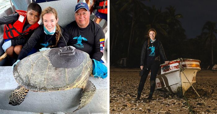 Turtle Tagging Is Making An Important Contribution To Protect ...