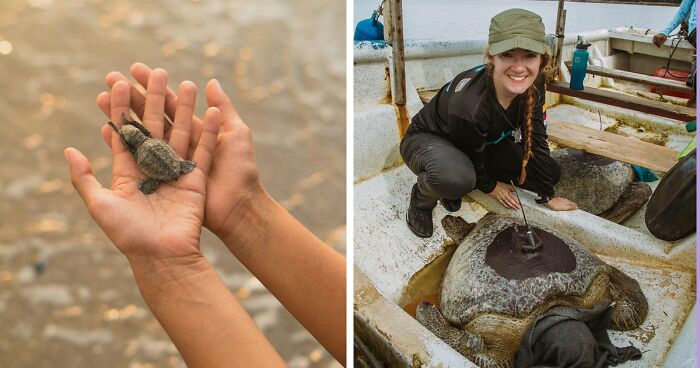 Turtle Tagging Is Making An Important Contribution To Protect ...