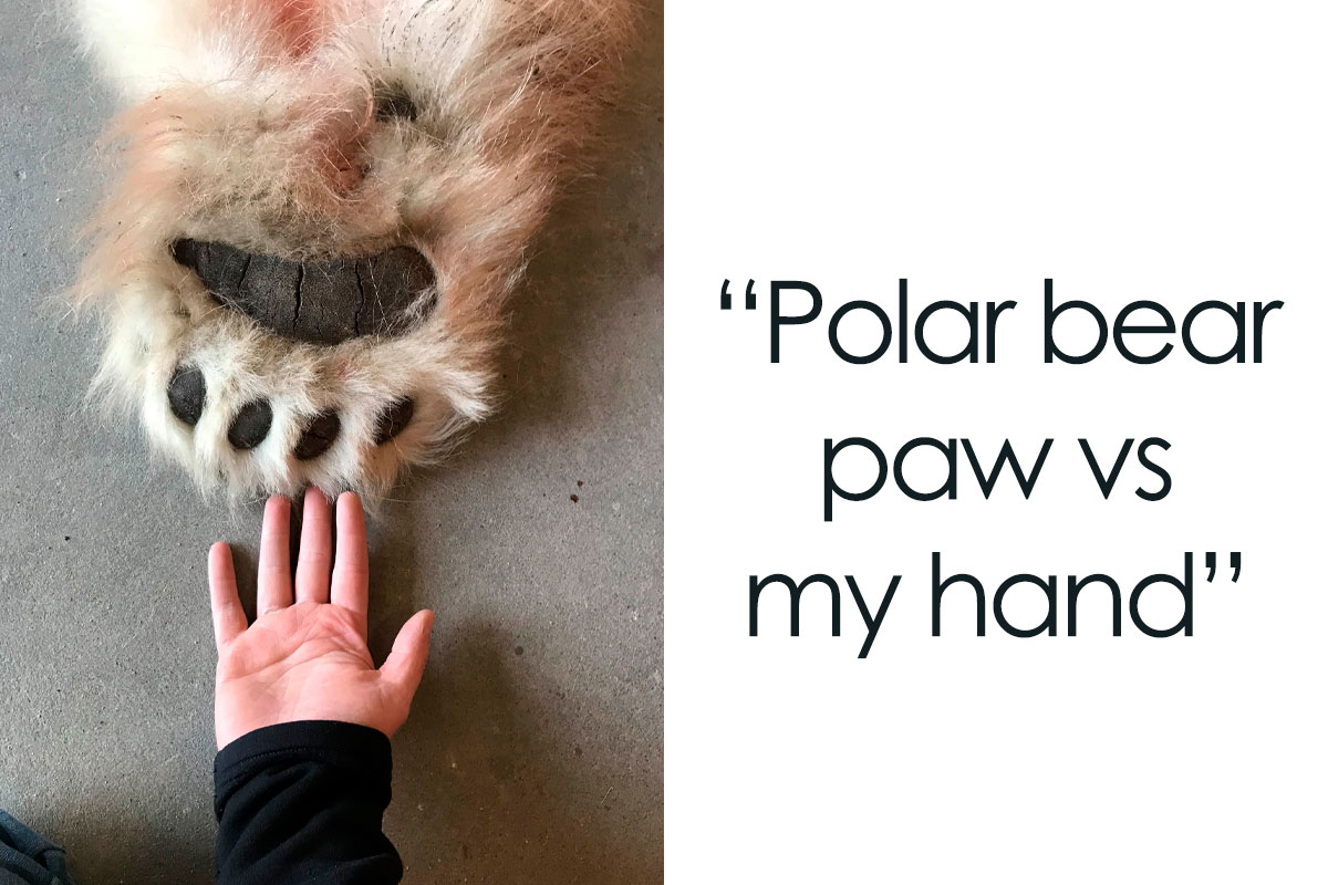 50 Of The Most Unique Feet Among The Animal Kingdom | Bored Panda