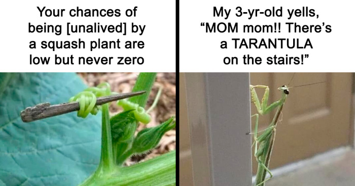 50 Animal And Nature Memes, As Shared By Members Of This Popular ...