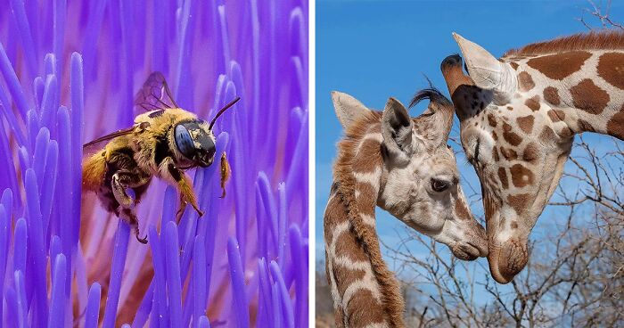 This Photographer Captured 50 Unforgettable Moments Featuring Wildlife ...