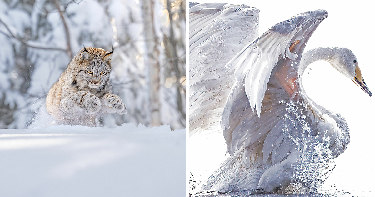 41 Winners Of The World Nature Photography Awards 2024 | Bored Panda