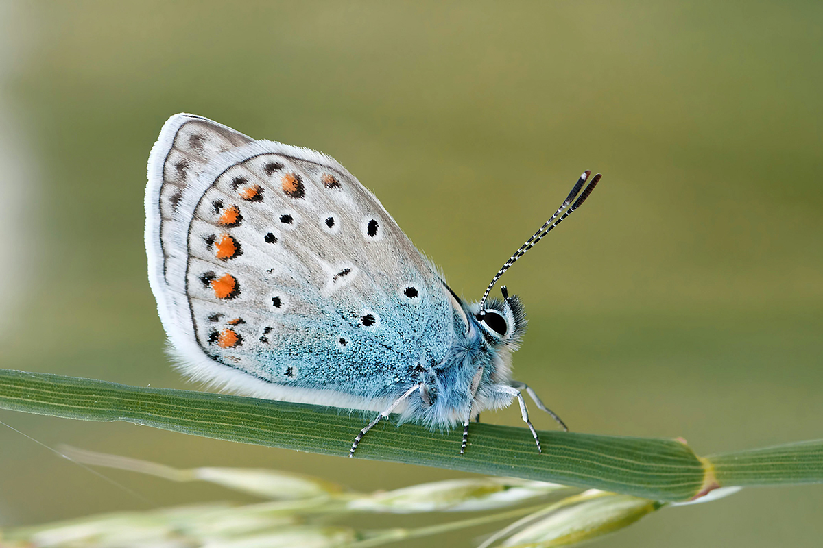 Butterflies’ Scale Nano-Structures Are So Powerful That They Don’t Fade ...