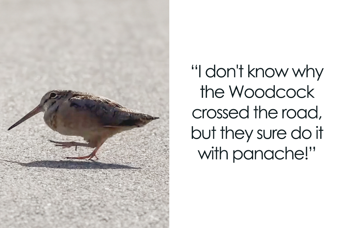 American Woodcock Becomes Internet’s Favorite With Its Weird Way Of Walking