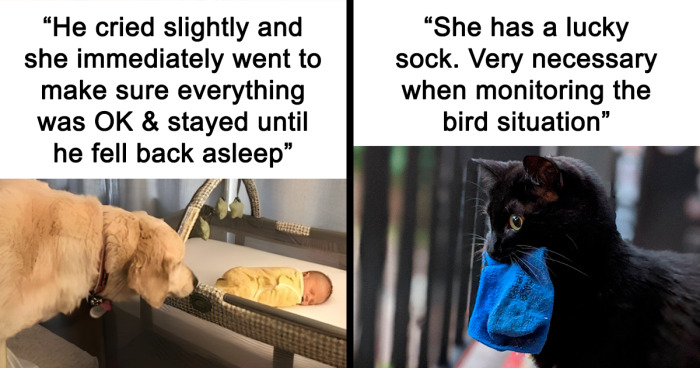 50 Hilarious Animal Memes To Leave You Cackling Like A Hyena | Bored Panda