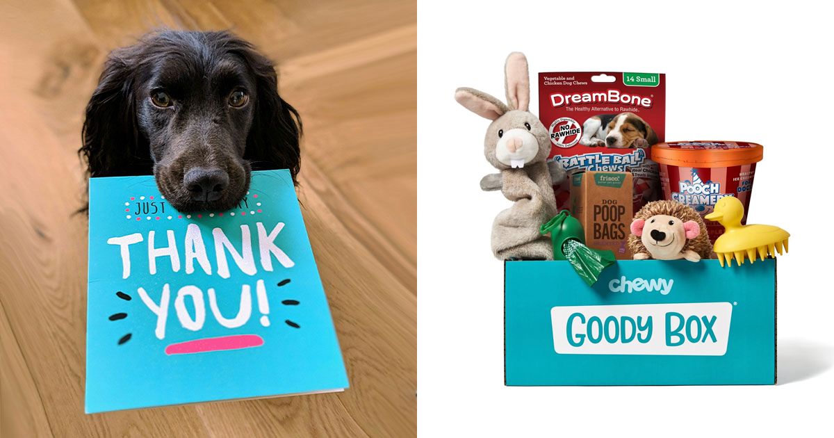 Best Dog Subscription Box In 2024 | Bored Panda