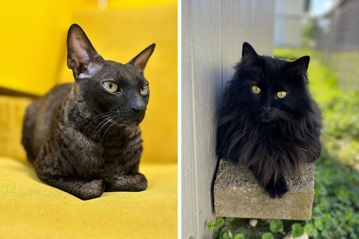 20 Fascinating Black Cat Breeds That Will Enchant You