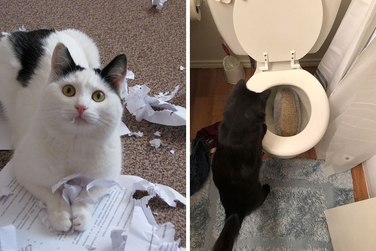 50 Destructive Cats That Weren’t Fast Enough To Escape The Scene Of The ...