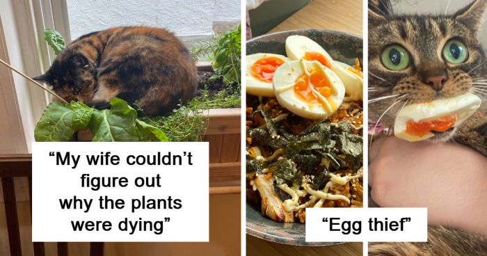 50 Destructive Cats That Weren’t Fast Enough To Escape The Scene Of The ...