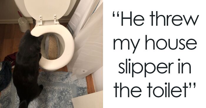 50 Destructive Cats That Weren’t Fast Enough To Escape The Scene Of The ...