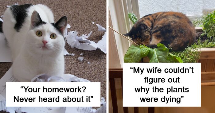50 Destructive Cats That Weren’t Fast Enough To Escape The Scene Of The ...