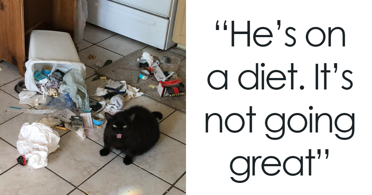 50 Destructive Cats That Weren’t Fast Enough To Escape The Scene Of The ...