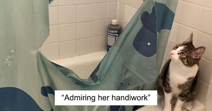 50 Destructive Cats That Weren’t Fast Enough To Escape The Scene Of The ...