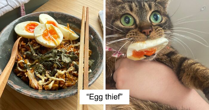 50 Destructive Cats That Weren’t Fast Enough To Escape The Scene Of The ...