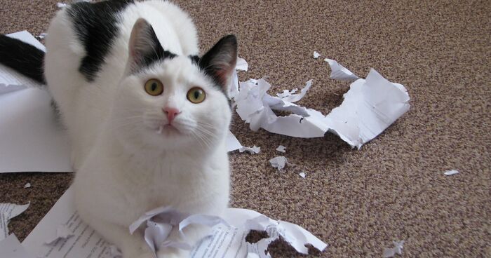 50 Destructive Cats That Weren’t Fast Enough To Escape The Scene Of The ...