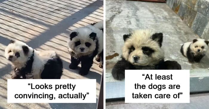 Outrage After Zoo’s Panda Exhibit Turns Out To Be Dogs Dyed Black And ...