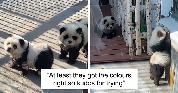 Outrage After Zoo’s Panda Exhibit Turns Out To Be Dogs Dyed Black And ...