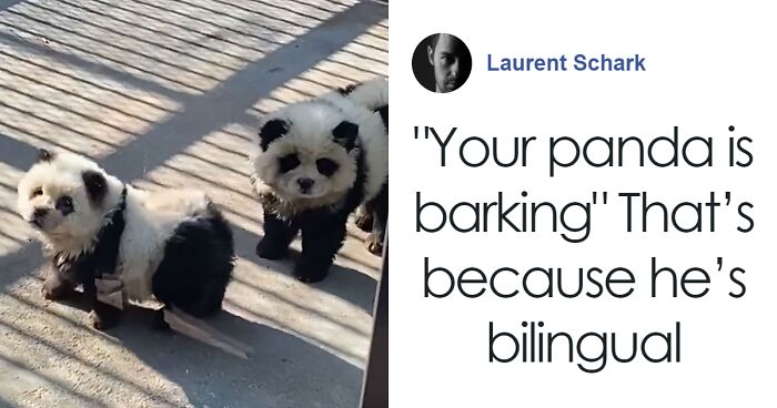 Outrage After Zoo’s Panda Exhibit Turns Out To Be Dogs Dyed Black And ...