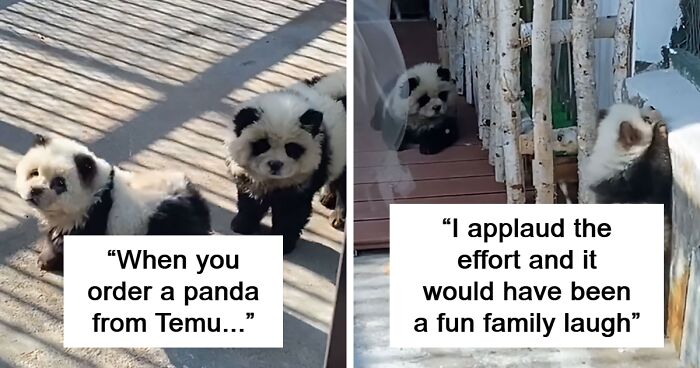 Outrage After Zoo’s Panda Exhibit Turns Out To Be Dogs Dyed Black And ...