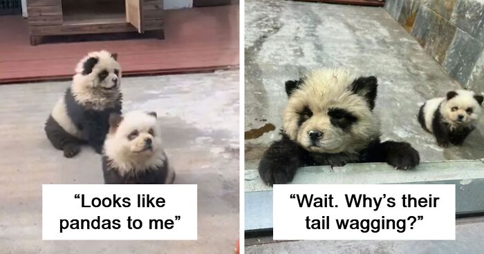 Outrage After Zoo’s Panda Exhibit Turns Out To Be Dogs Dyed Black And ...