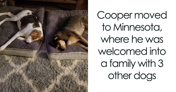 1 out of 150: A Dog With A Rare Short Spine Syndrome Inspires Us To ...